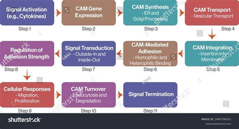 Detailed Flow Chart Cell Adhesion Molecules Stock Vector Royalty Free 2491706221 Shutterstock