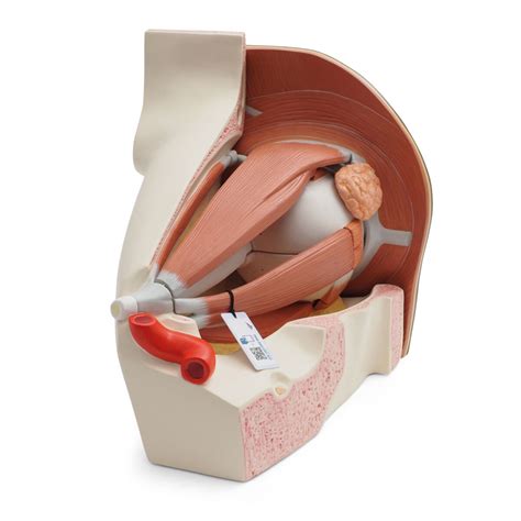 Human Eye Model 5 Times Full Size 12 Part Dark Skin 1024391 3b Scientific Vj500ad