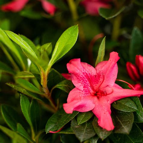 Autumn Sundance Encore Azaleas For Sale The Tree Center