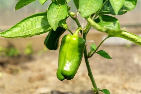 Premium Photo Green Bell Pepper Plant In Greenhouse Ready To Harvest