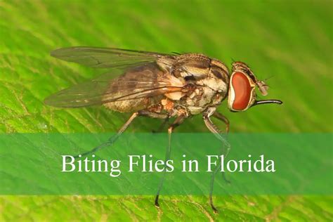 5 Dangerous Biting Flies In Florida With Pictures And Identification