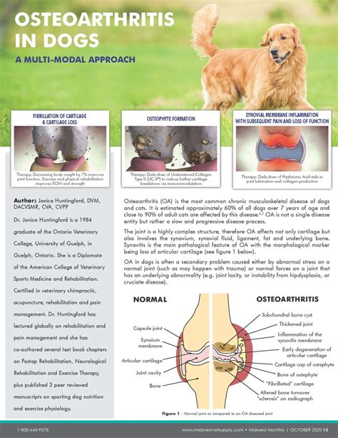 Osteoarthritis In Dogs