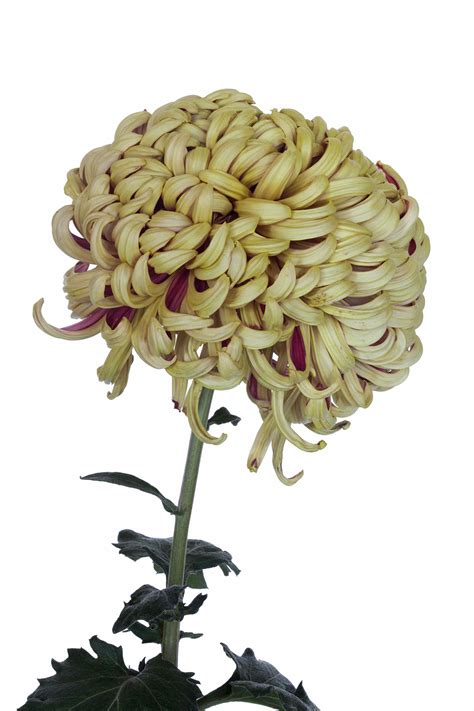 Flower Portraits on Behance