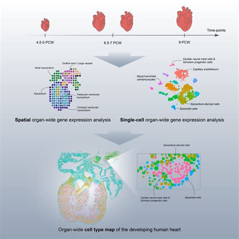 Human Heart Cell