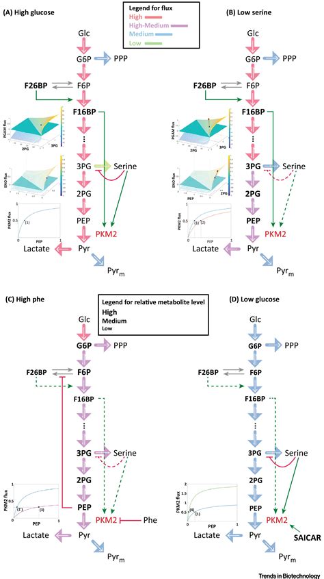 Regulation Of Glucose Metabolism A Perspective From Cell