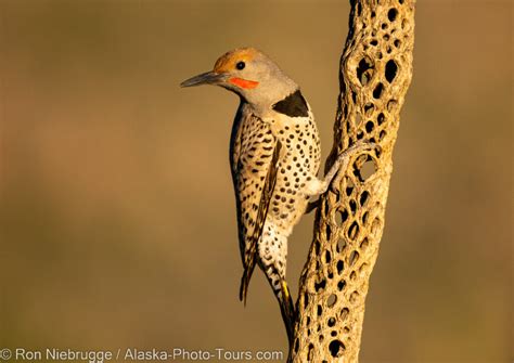 Gilded Flicker Photo Blog Niebrugge Images