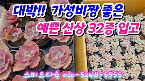 2338 가성비짱 좋은 신상 32종 입고💕 프릴수연 헤리왓슨 러블리로즈 수미미티 레드베리 등💕 스피드다육 010 5248
