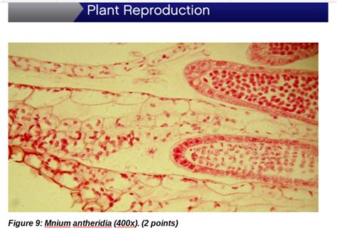 Solved Plant Reproduction Figure Mnium Antheridia X Chegg Com