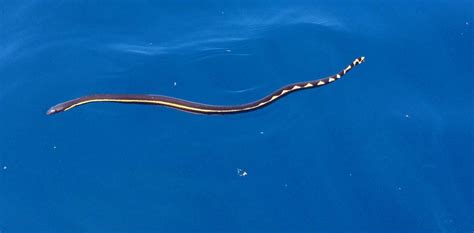Why Do Sea Snake Species Flourish In The Indian And Pacific Oceans But