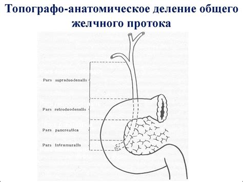 Топографическая анатомия и оперативная хирургия печени желчного пузыря