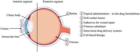 Smart Hydrogel Applications In Ophthalmology Smart Hydrogels Can Be