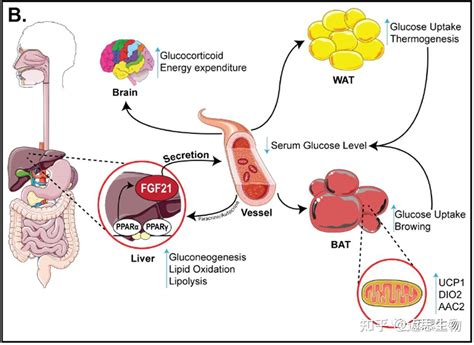 Fgf21：代谢信使 知乎