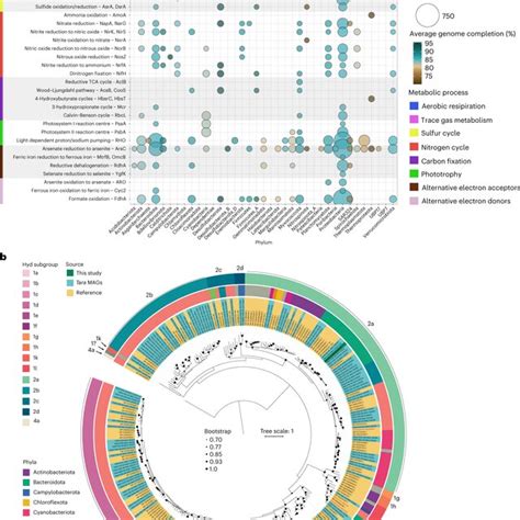 Distribution Of Metabolic Genes In Marine Bacteria A Bubble Plot