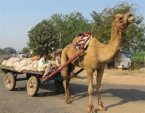 Camel Cart Free Photo Download Freeimages