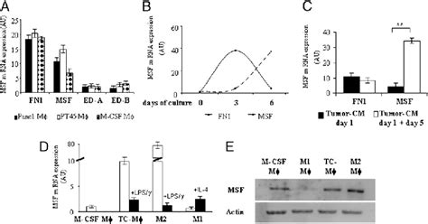 Expression Of Msf In Tc Mf A Mrna Level Expression Of Full Length