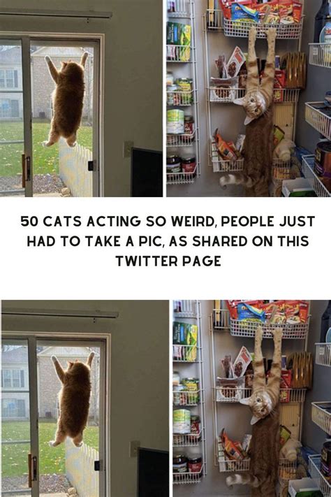 50 Cats Acting So Weird People Just Had To Take A Pic As Shared On This