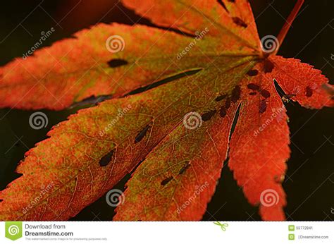 Macro Red Leaf And Bugs Stock Image Image Of Natural 55772841