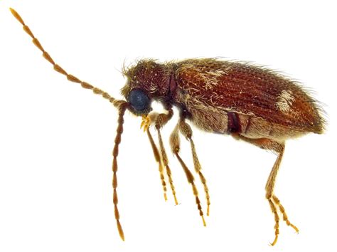 Ptinus Ptinus Bugguidenet