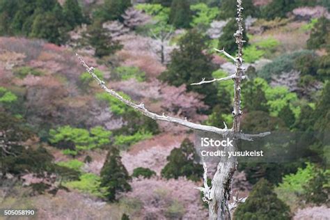 Hutan Pohon Tua Dan Pohon Ceri Liar Foto Stok Unduh Gambar Sekarang