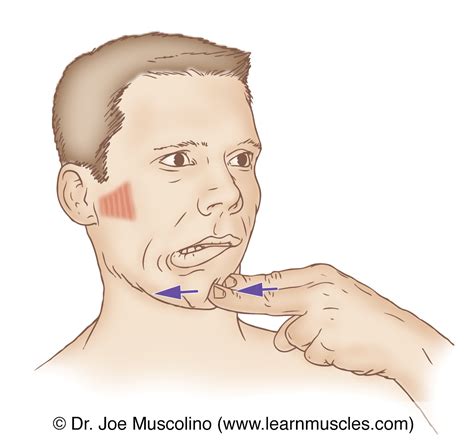 Medial And Lateral Pterygoid