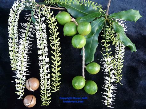 Macadamia Macadamia Integrifolia Fruit Lovers Seed Company