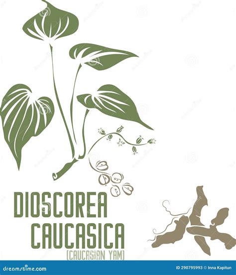 Dioscorea Caucasica Lipsky Root Silhouette Vector Illustration