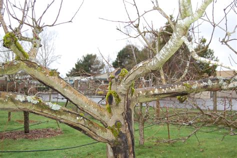 Pear And Apple Tree Pruning On The Banks Of Salt Creek