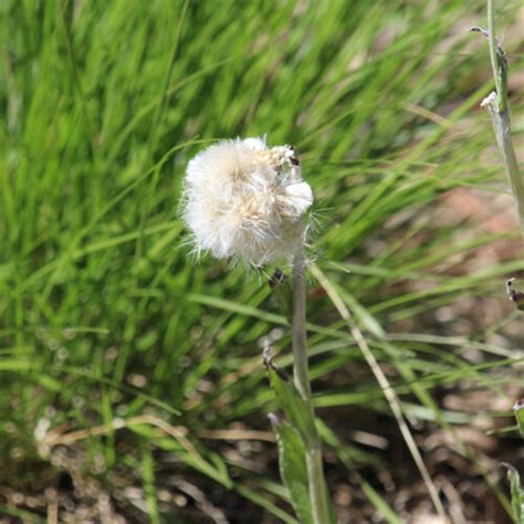 Plantain Leaved Pussytoes Groundwork Illinois