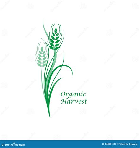 Green Ear Of Wheat Watercolor Background Illustration Set Isolated