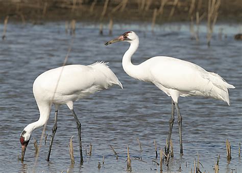 Whooping Crane Habitat