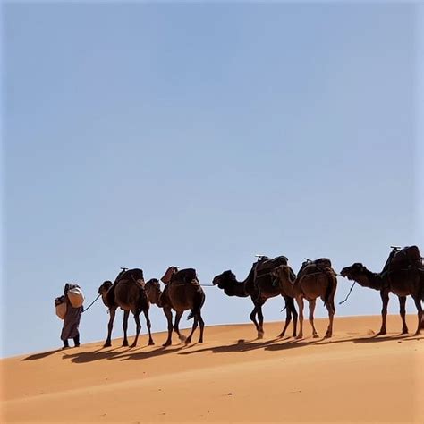 Berber Translation And Interpretation Services