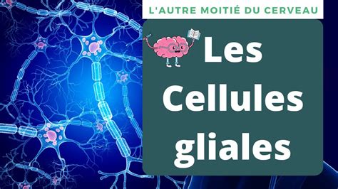 Les Cellules Gliales Définition Et Explications Youtube