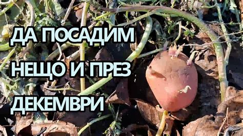 Засаждане на картофи в последния хубав слънчев ден за годината Tonys Permaculture Garden