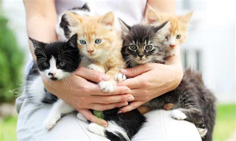 Mascotas Estos Son Los Beneficios De Tener Un Gato En Casa Foto 1