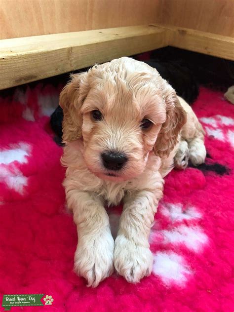 Stud Dog Whiskey The Famous F1 Apricot Cockapoo Stud Breed Your Dog