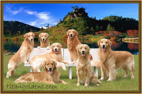 GoLden ธนวาคม 2011