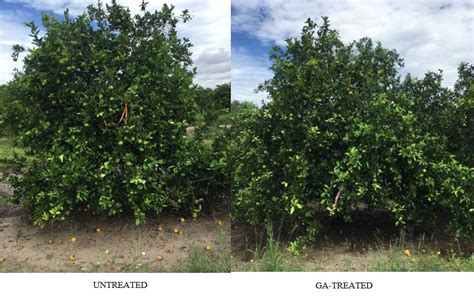 Its Almost Time To Spray Gibberellic Acid Highlands County Citrus