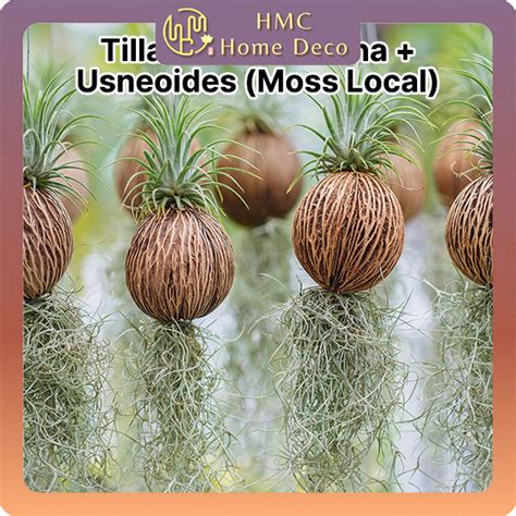 HMC Tillandsia Ionantha Usneoides Moss Local Air Plant Combo Pokok