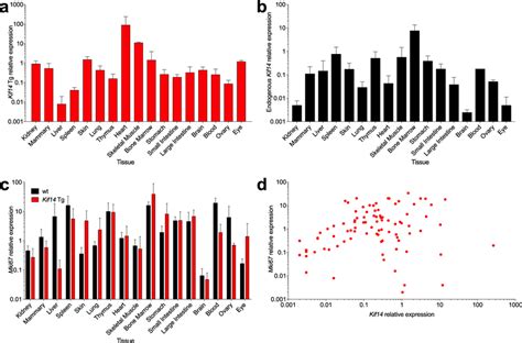 Kif14 Gene Expression And Proliferation In Kif14 Transgenic Tg And