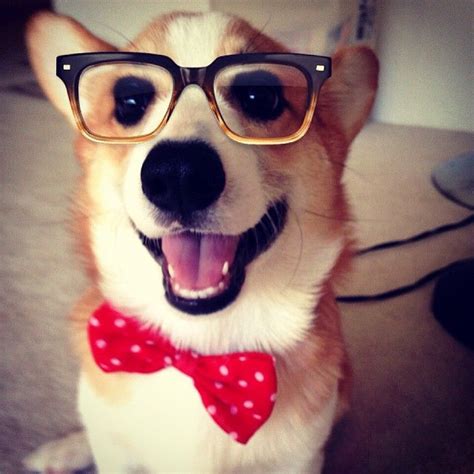Stanley Corgi With Glasses And Bow Tie