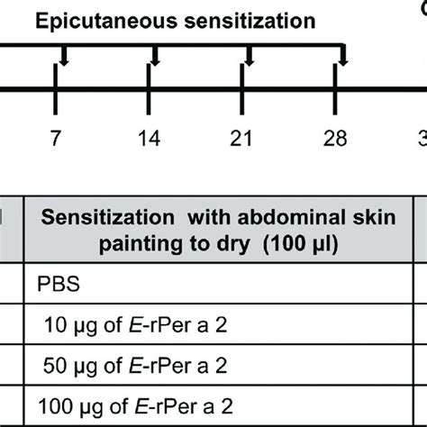 Dose Finding Schedule Of Cockroach Allergen Per A 2 Induced Allergic Download Scientific