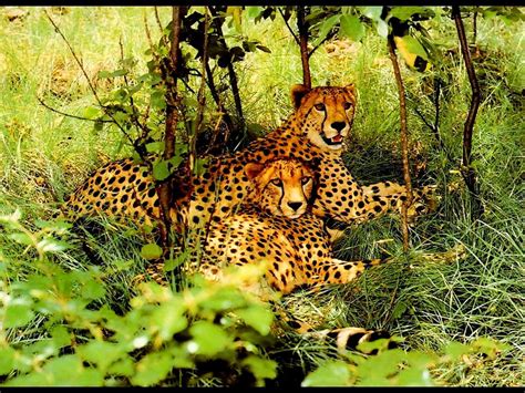 Cool Wildlife Big Cats Animals Wallpaper 🔥 Download Top Free Wallpapers