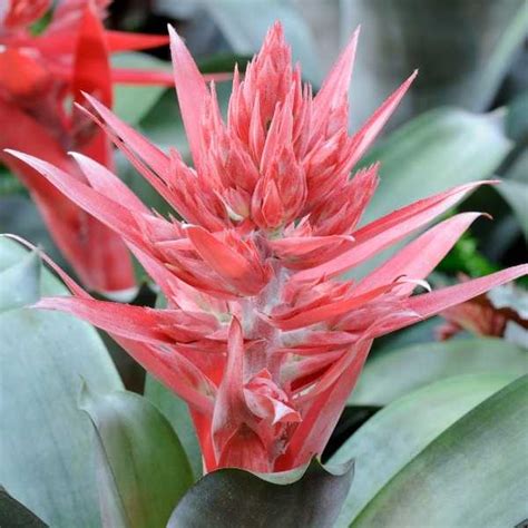 Plants That Grow Without Soil And They Are Low Maintenance