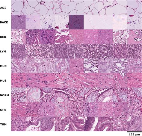 How To Learn Histology Documentride5