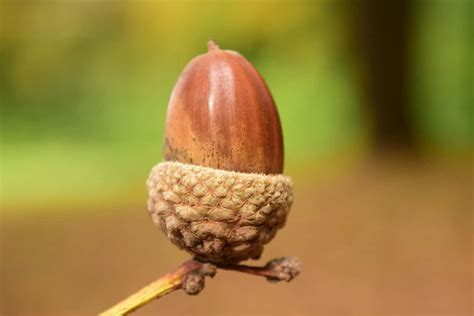 Acorn Symbolism And Meaning Ultimate Guide Simplybeyondherbs
