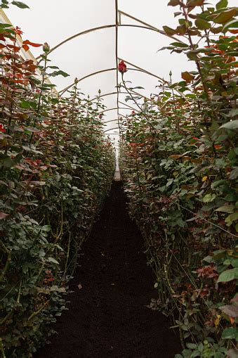 꽃이 줄지어 자라는 다양한 식물이 있는 플라스틱 온실의 풍경 자연과 농업 0명에 대한 스톡 사진 및 기타 이미지 0명 건강한 생활방식 건강한 식생활 Istock