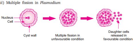Multiple Fission In Plasmodium Science How Do Organisms Reproduce