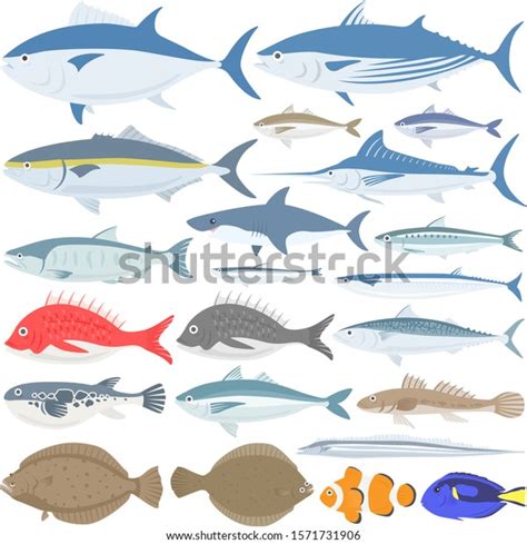 Japanese Cutlass Fish Over 3 Royalty Free Licensable Stock