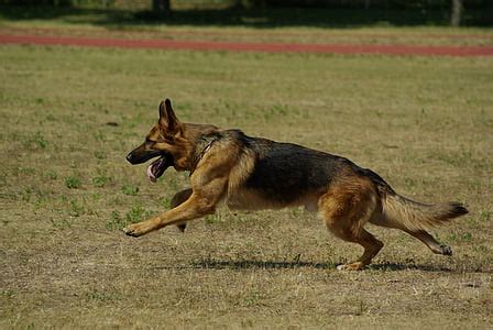 Royalty Free Photo Adult Black And Tan German Shepherd Leaning On