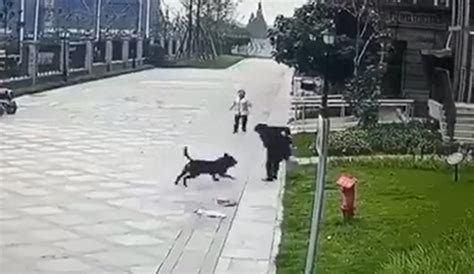2岁女童被恶犬咬伤 央媒热评：狗和主人必须尽快绳之以法北京时间